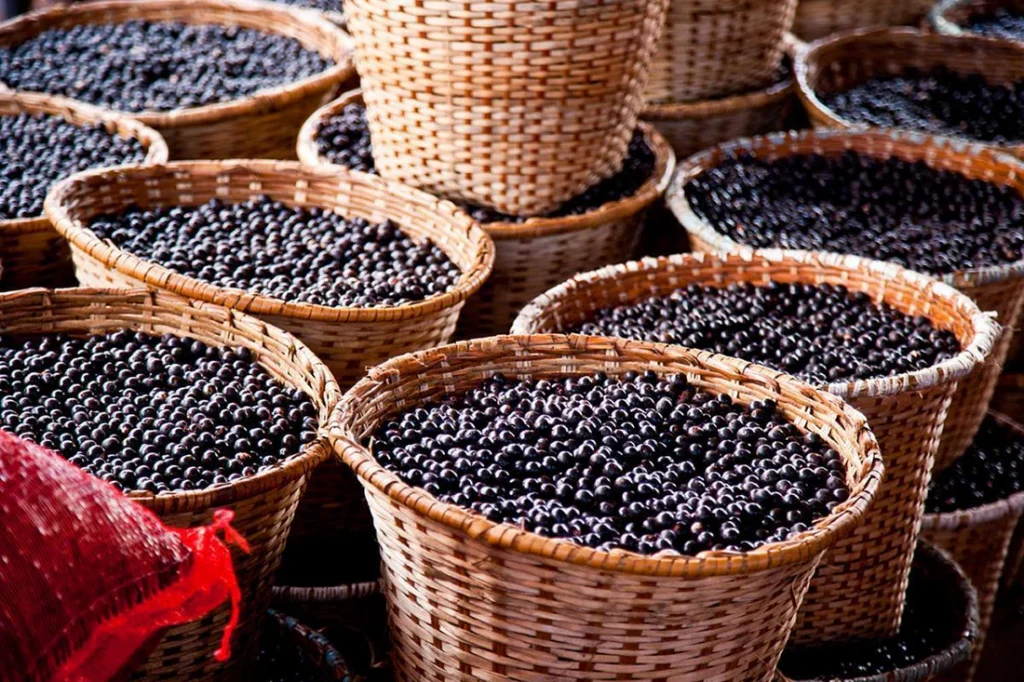Açaí vira fruta nacional e produção no Amazonas bate 1,3 milhão de ...